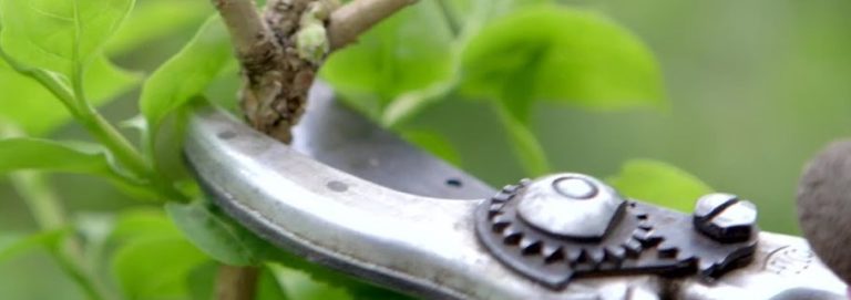 Five Reasons God Prunes Us - Counseling One Another